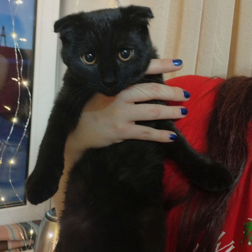 Кошка 4 мес