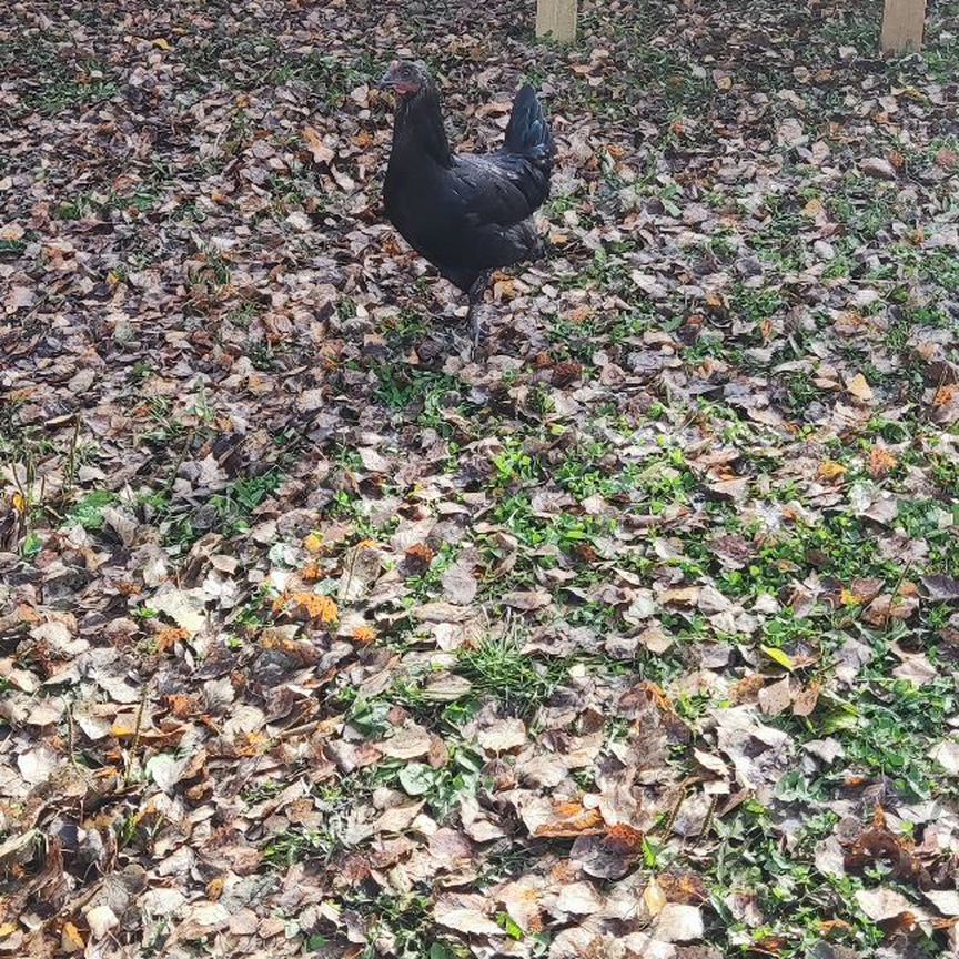 Птицы домашние куры