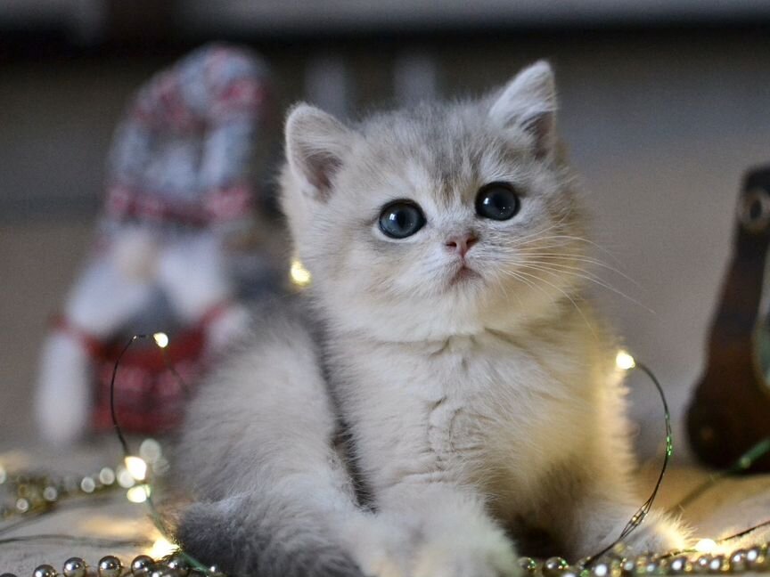 Девочка голубая золотистая шиншилла