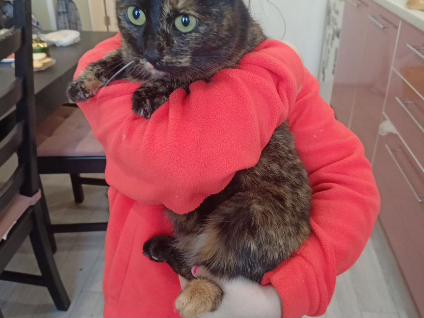 Молодая кошечка ищет дом