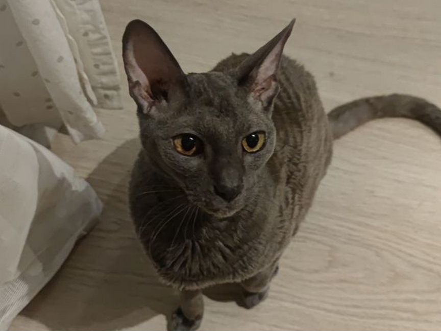 Отдам кота в добрые руки Корниш Рекс