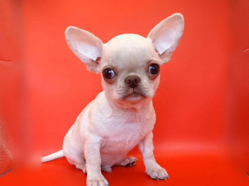 Мальчик чихуа Зефирчик