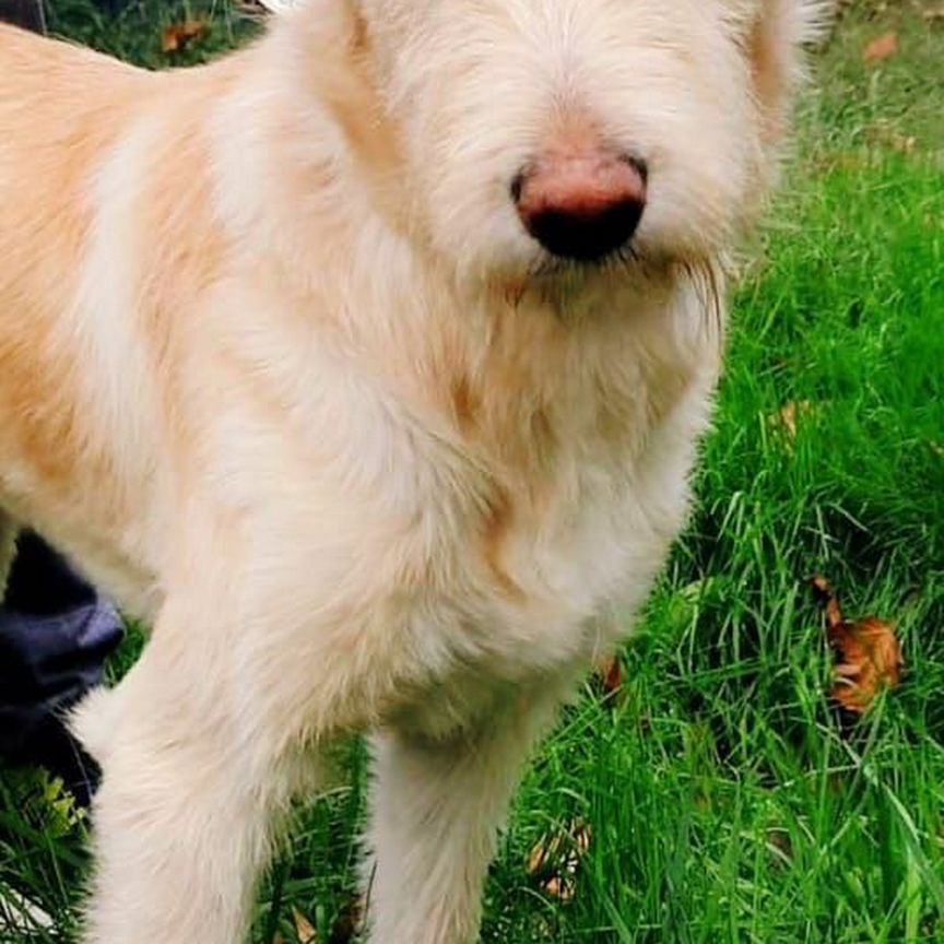 Золотая собака в добрые руки