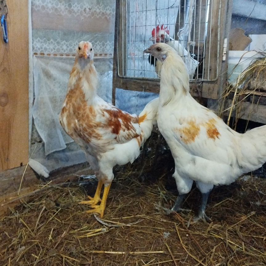 Петшок Фавероль, очень красивый, просто роскошный