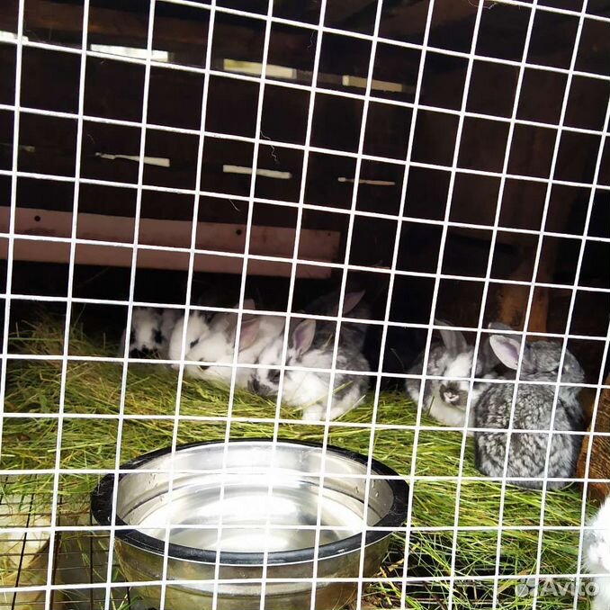 Крольчата, взрослые кролики