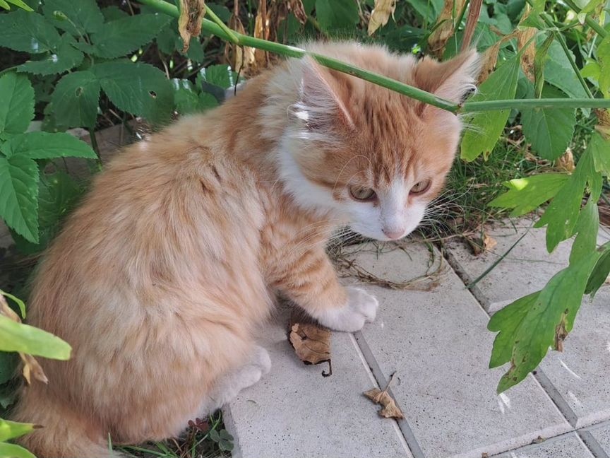 Ищут дом бездомные котята