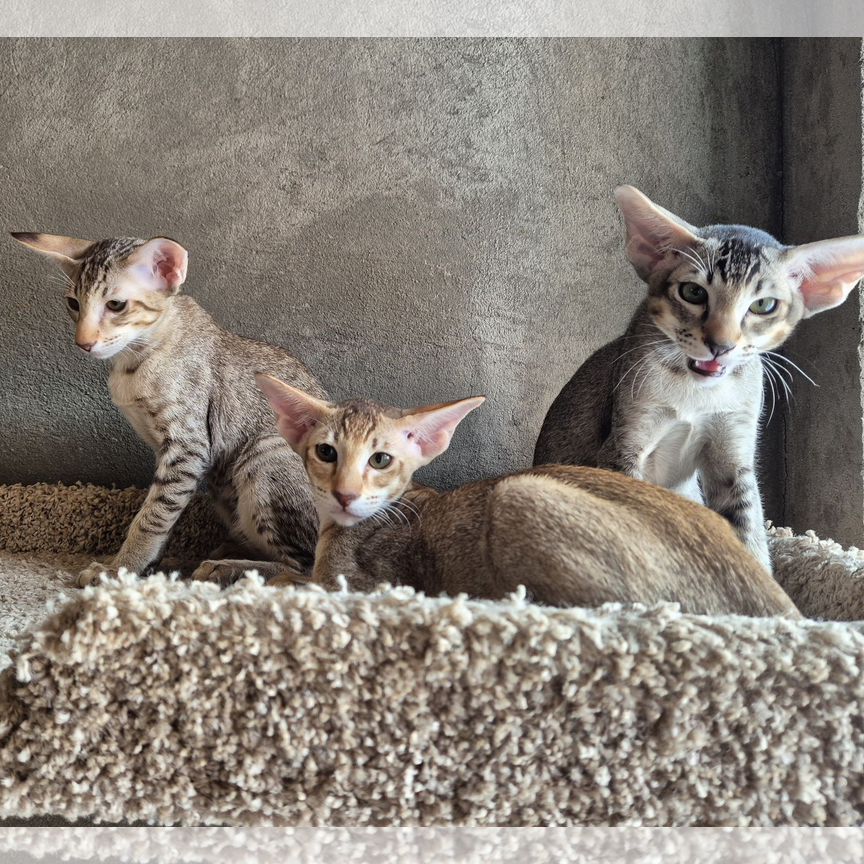 Ориентальный котёнок