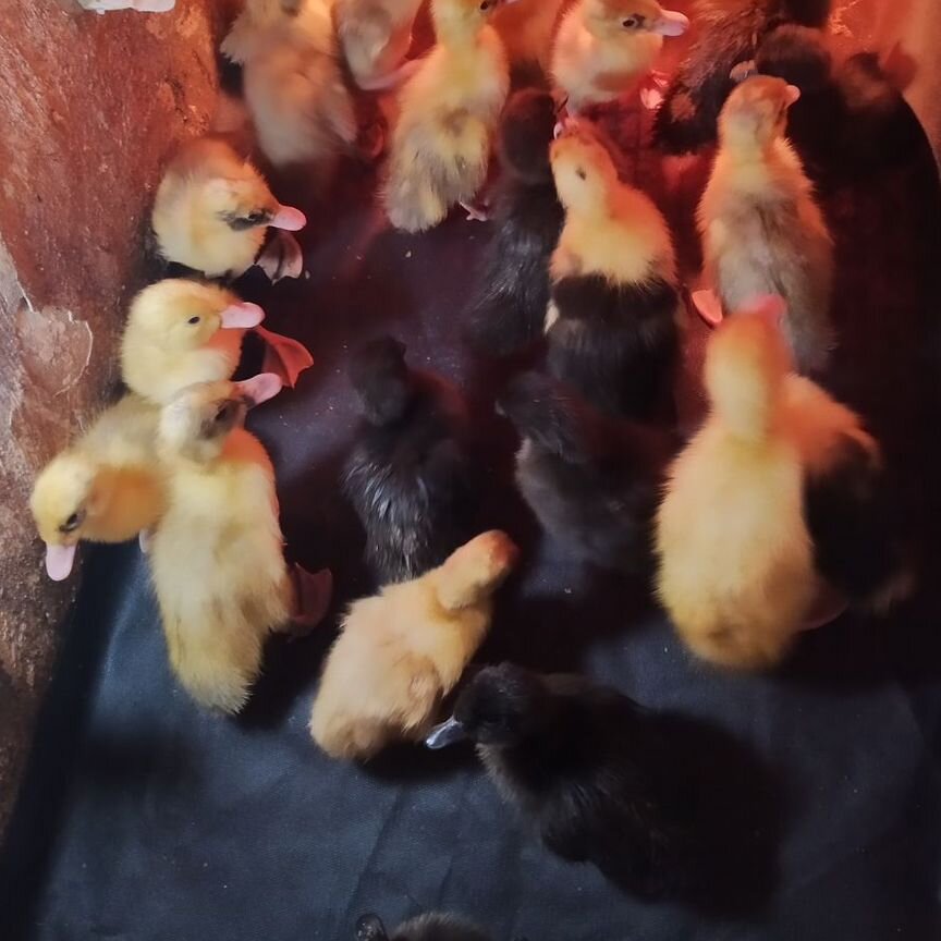 Утята (микс) Каюга,индийский бегунок, Индоутки