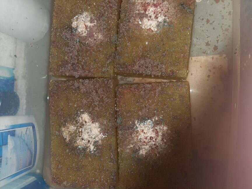 Трубочник изя