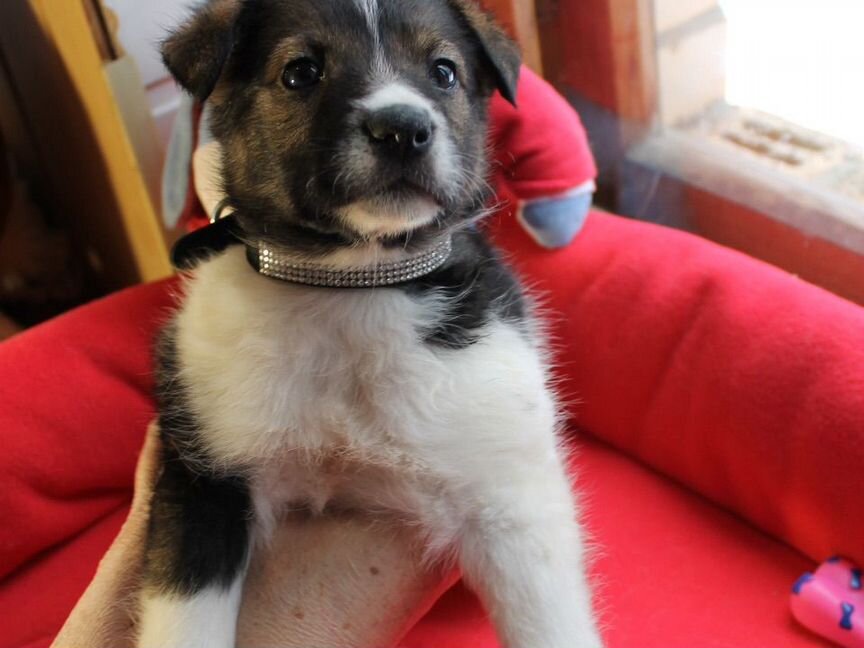 Щеночек, 1,5 мес в добрые руки