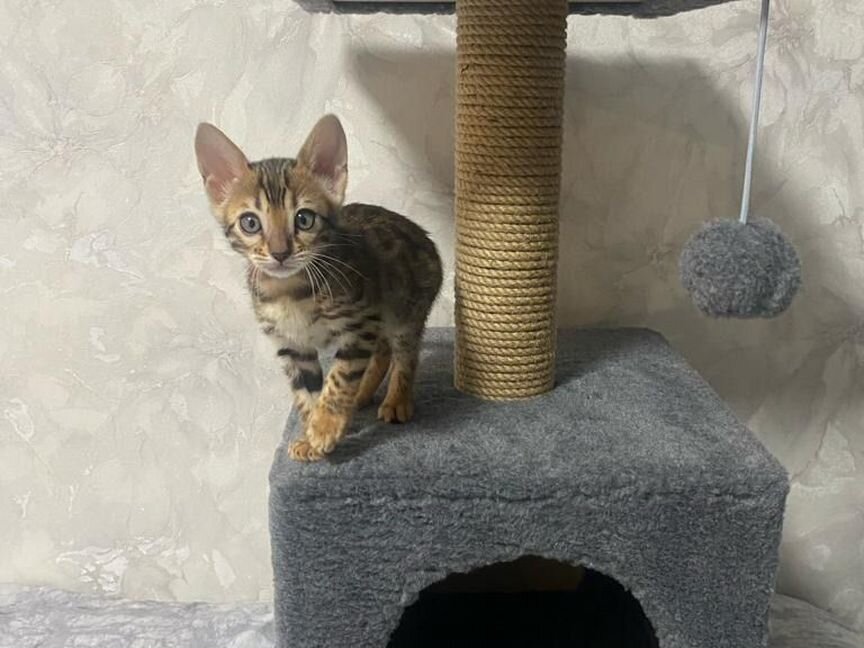 Бенгалький котенок