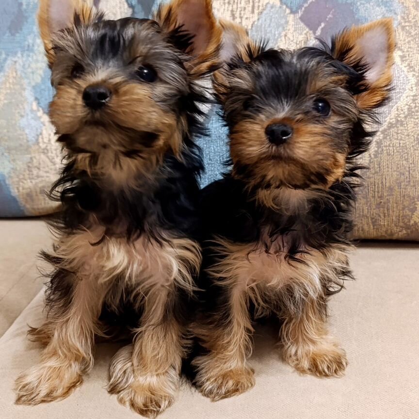 Йоркширский терьер, щенок