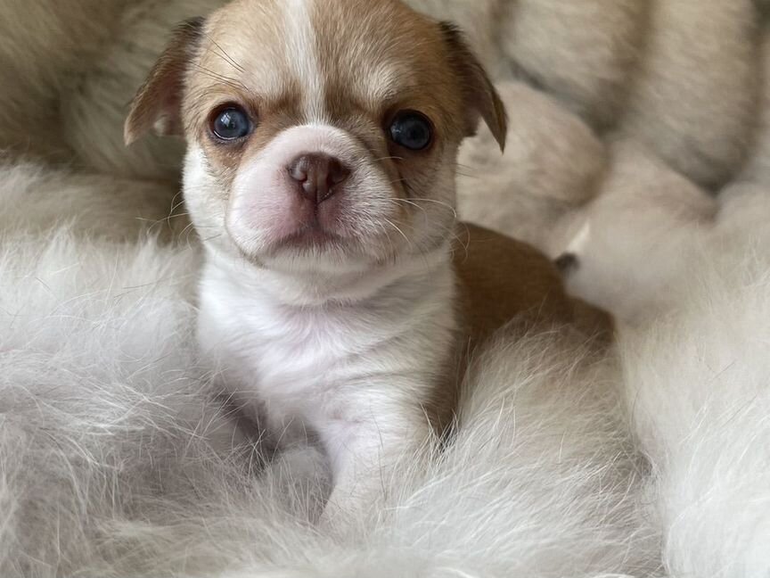 Щенки чихуахуа