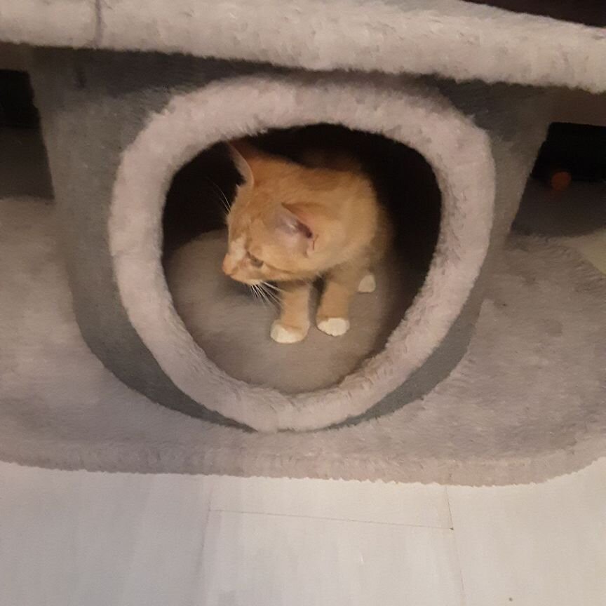 Рыжий котенок в добрые ручки