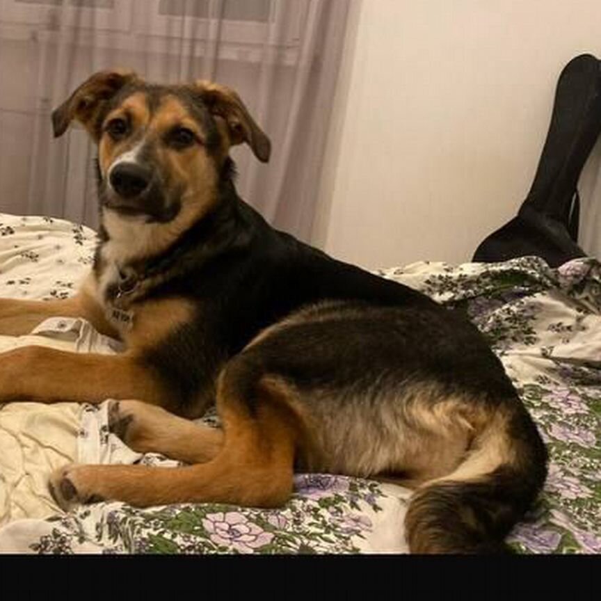 Немецкая овчарка, взрослая собака