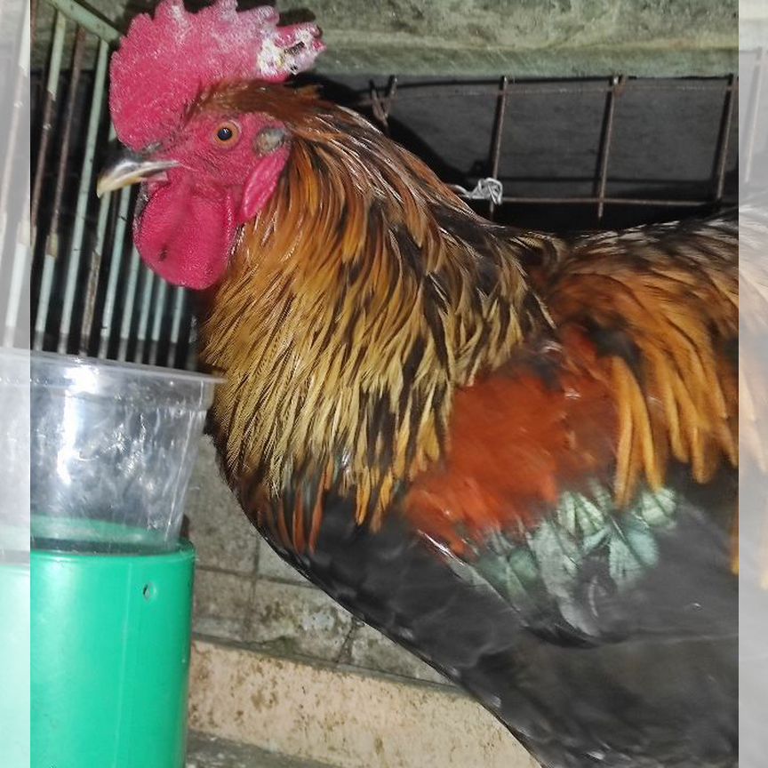 Молодые петухи