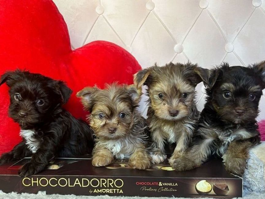 Микрики йорки для влюбленных