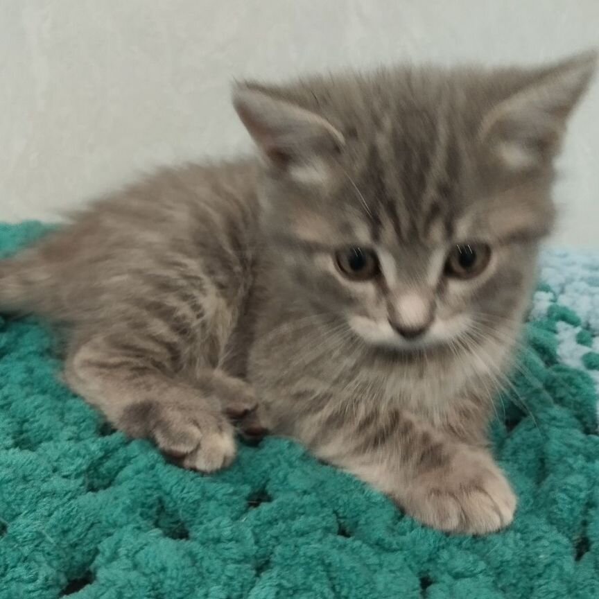 Котята в добрые руки приучены к лотку