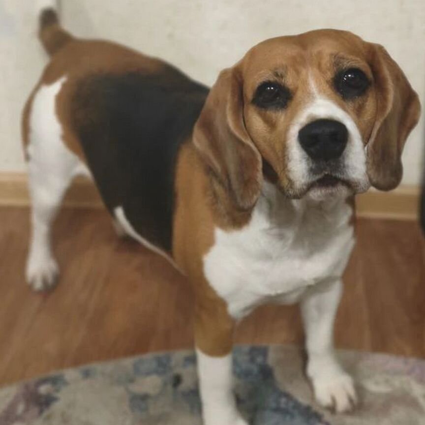 Бигль, взрослая собака