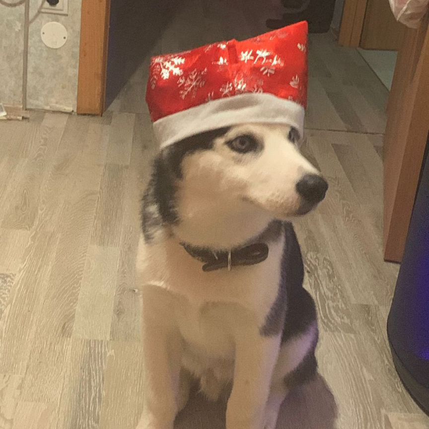 Собаки хаски