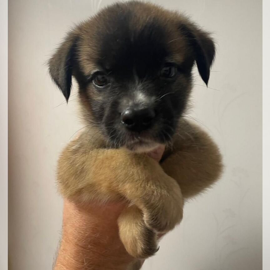 Щенок в добрые руки