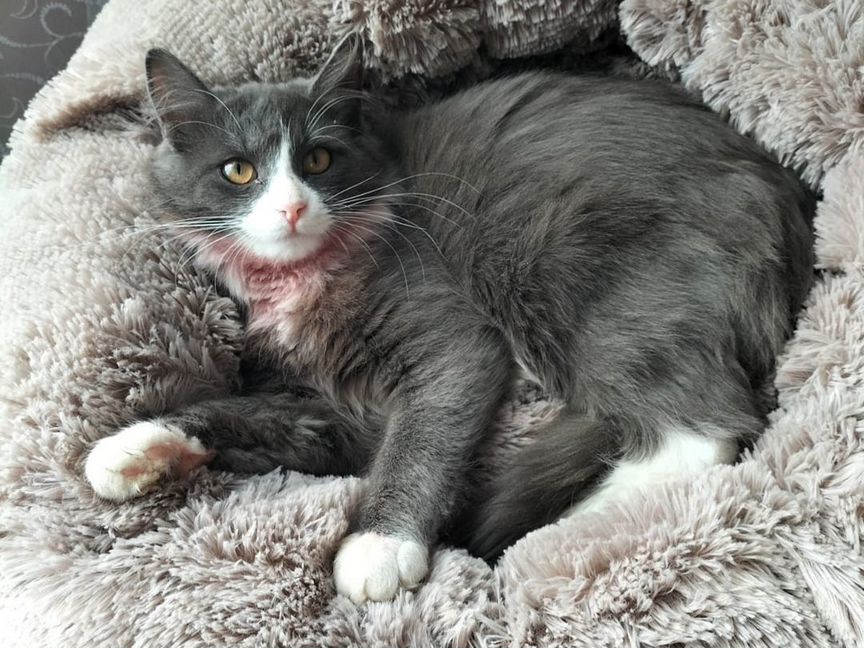 Ласковая серо-белая котёнок-подросток бесплатно