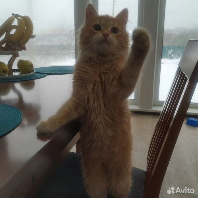 Кошка девочка 1 год