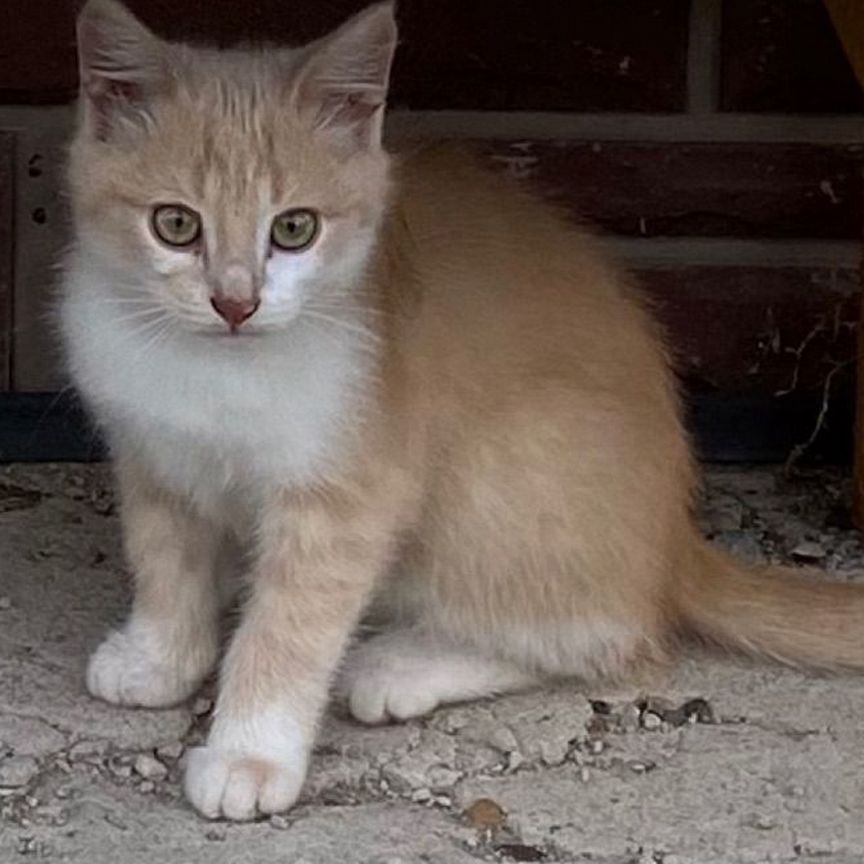 Котенок девочка в добрые руки бесплатно