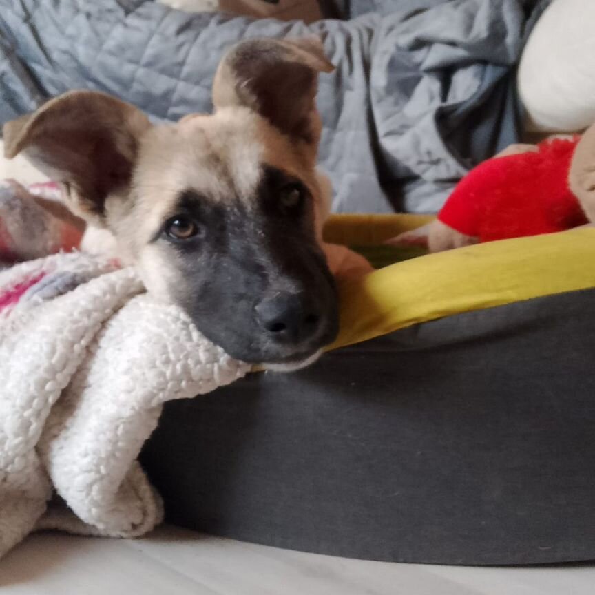 Щенок среднего роста