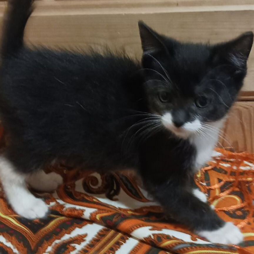 Котёнок в добрые руки