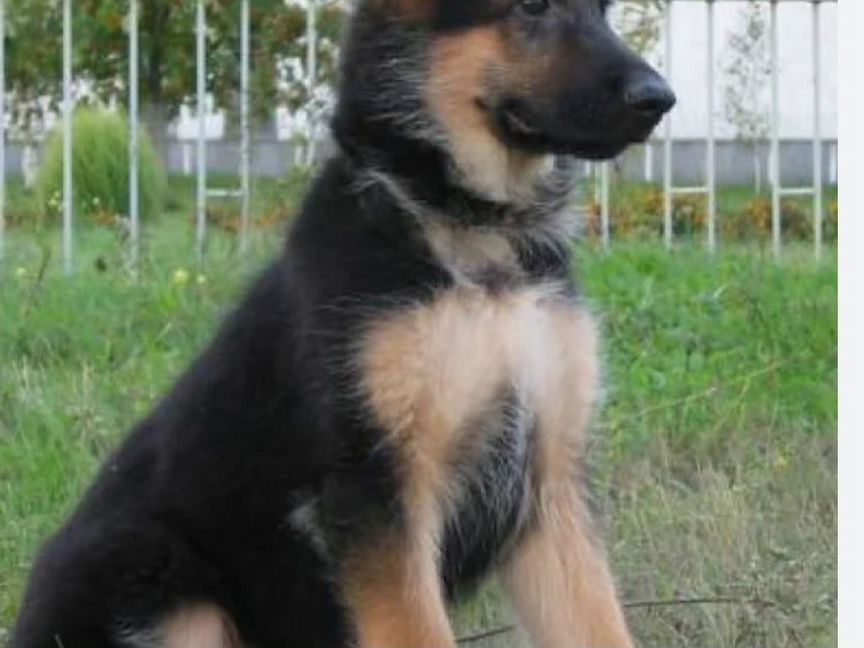 Немецкая овчарка в добрые руки