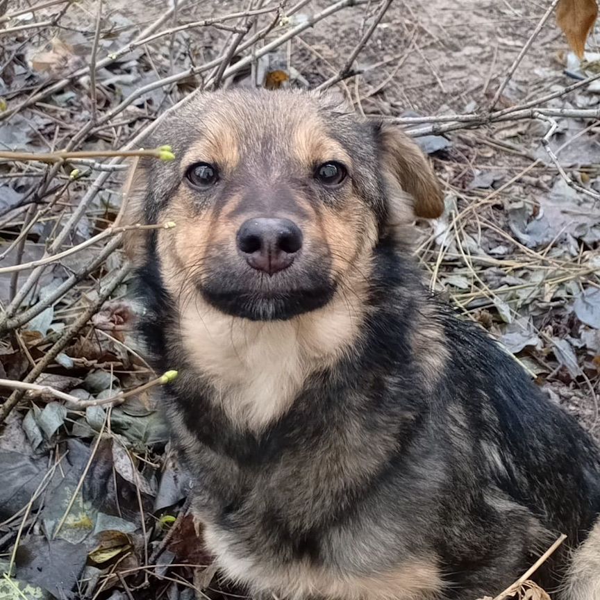 Собака
