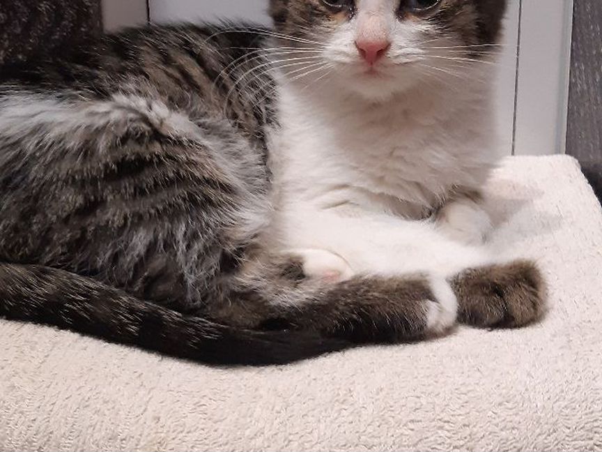 Котик Фарт в любящие семью