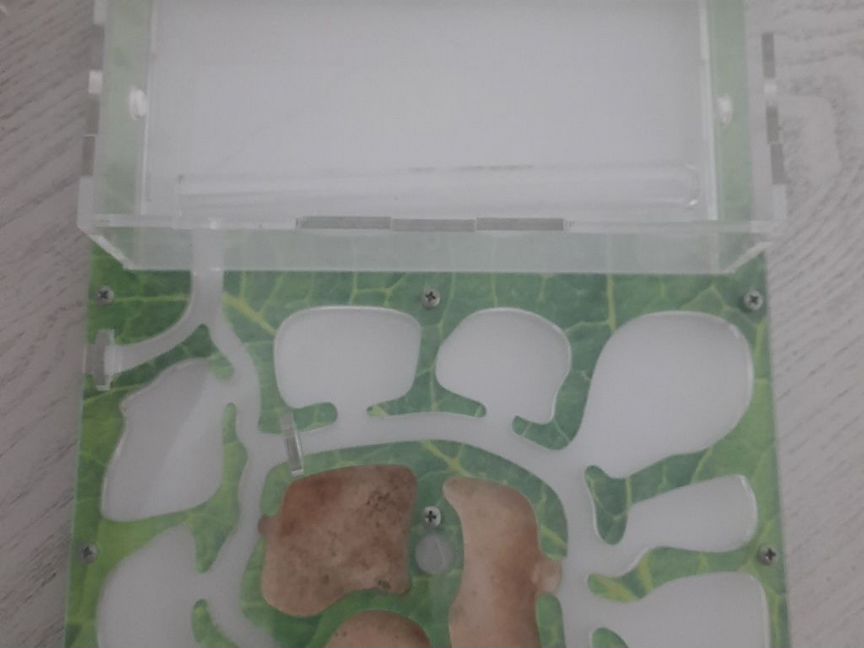 Муравьиная ферма бу