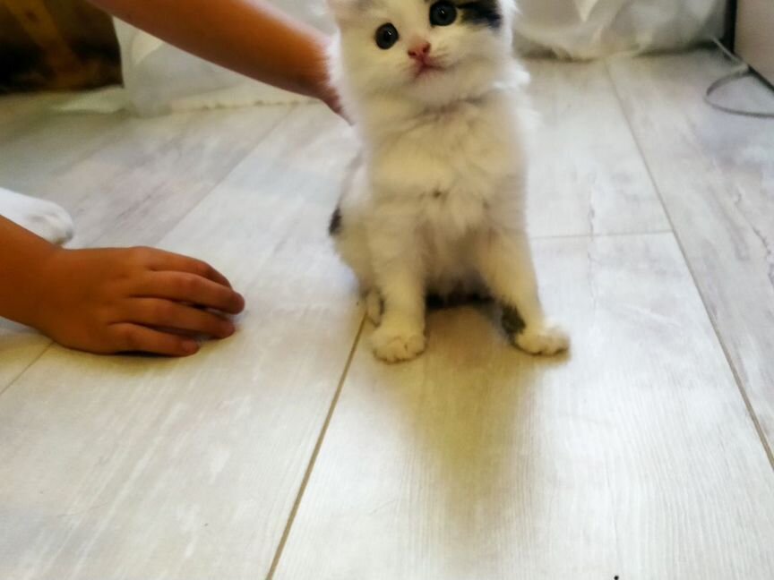 Котята британской породы помесь