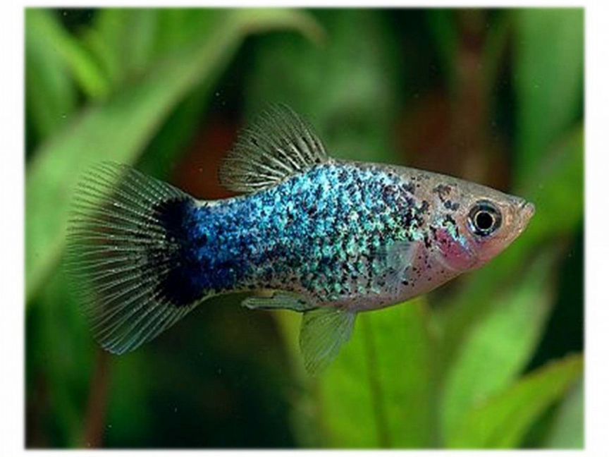 Пицилия и улитки хелена