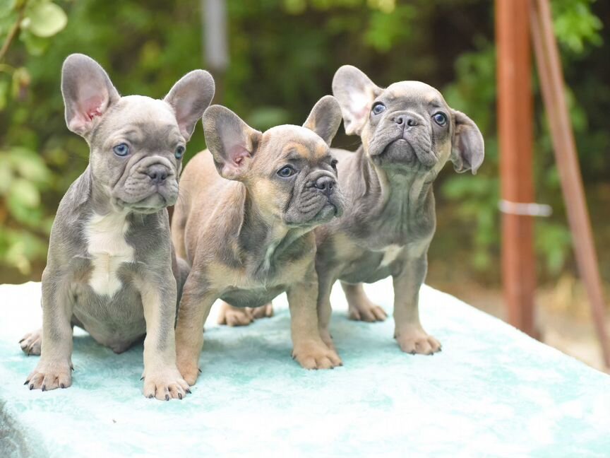 Щенки французики