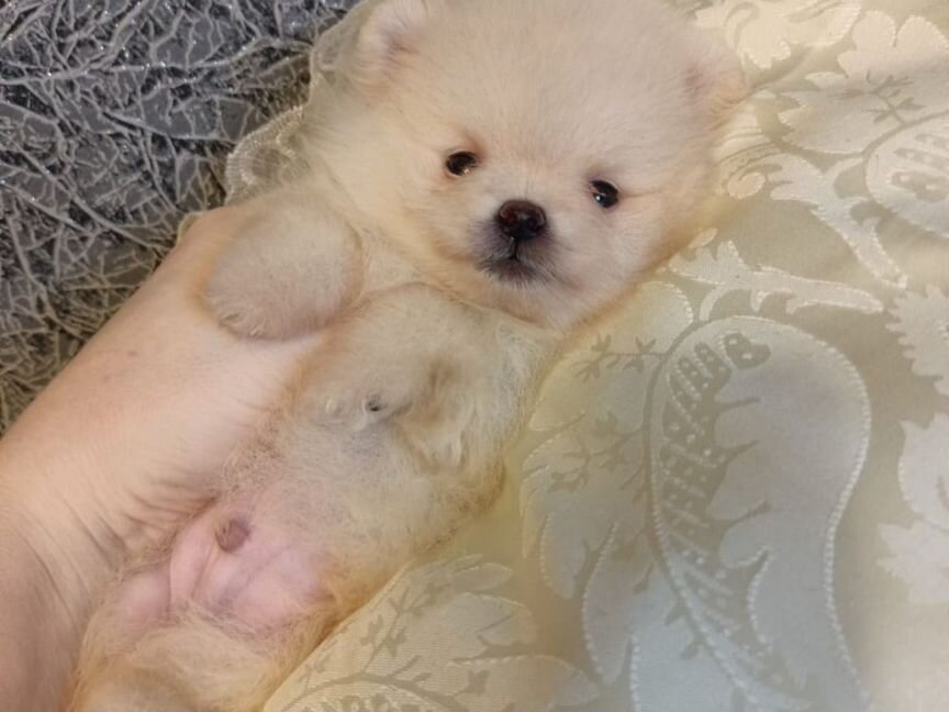 Шпицульки мальчишки