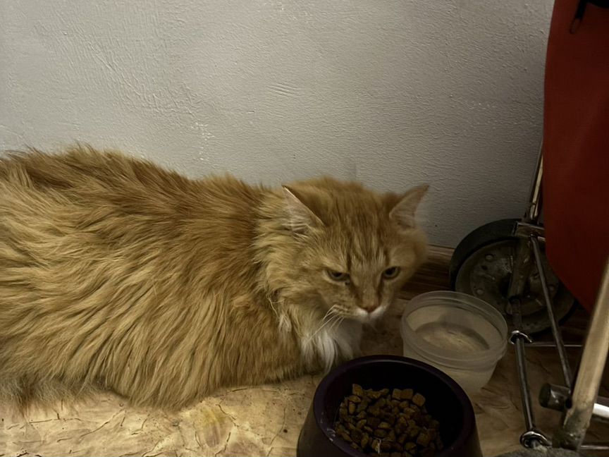 Найден рыжий кот