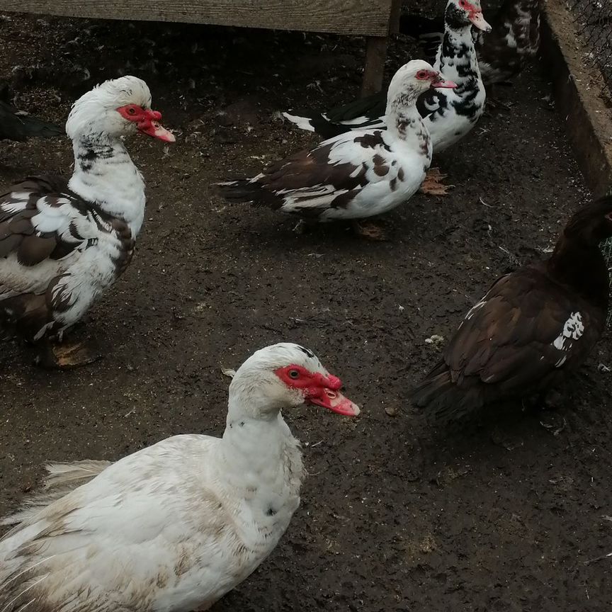 Мускусные утки, идо утки