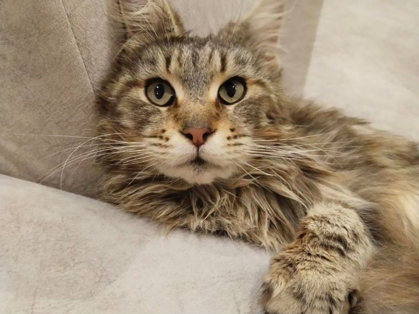 Кошка мейкун бесплатно