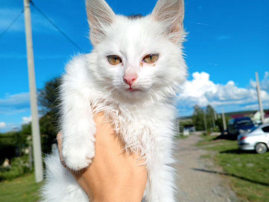 Котенок белый маленький