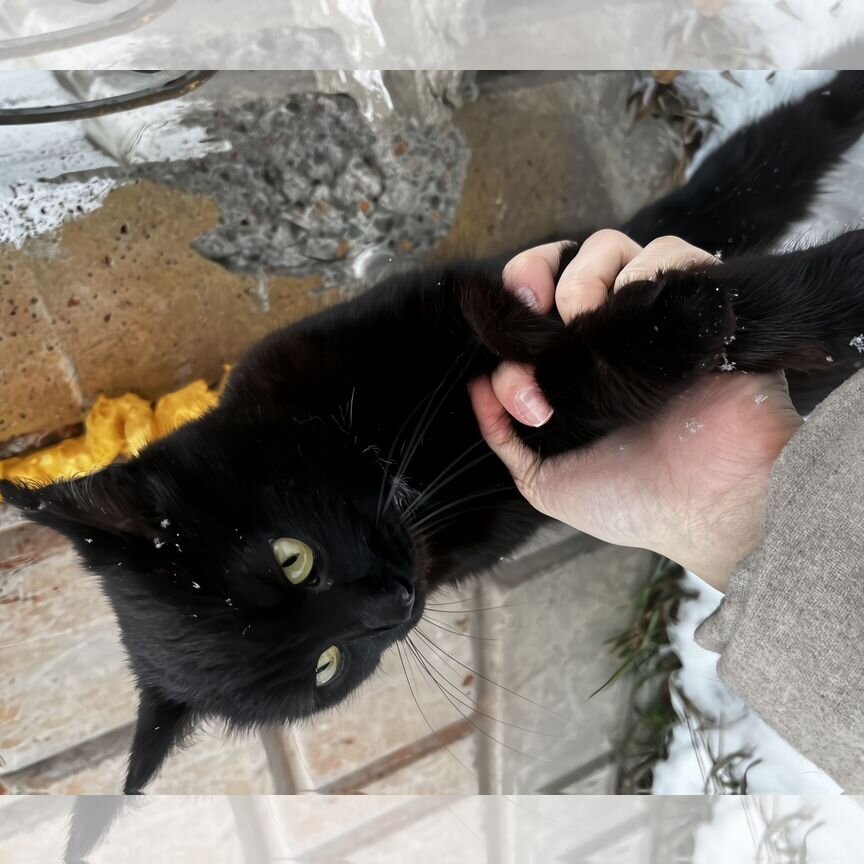 Котёнок в добрые руки