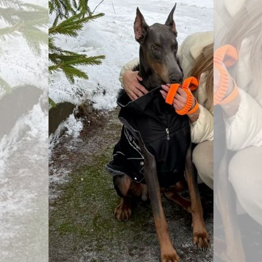 Доберман, взрослый пёс