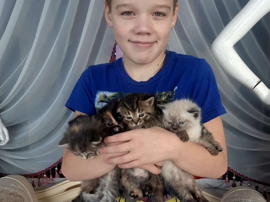 Тайские котята в добрые руки