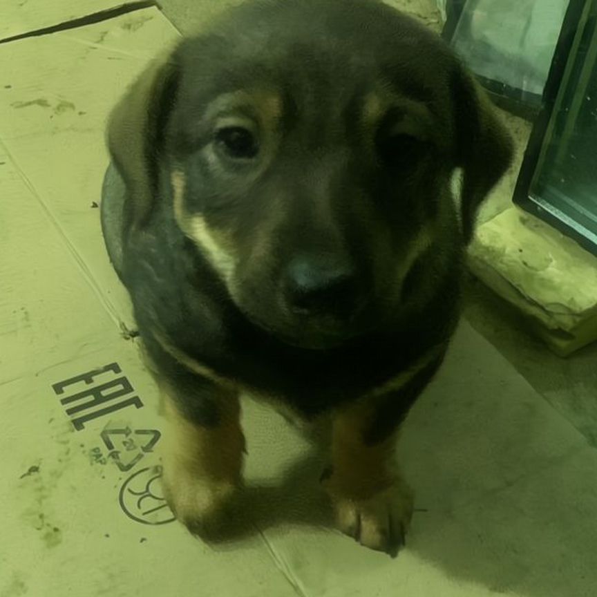 Щенок в добрые руки