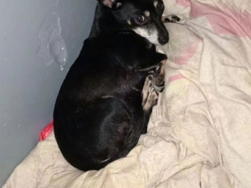 Тойчик в Добрые руки