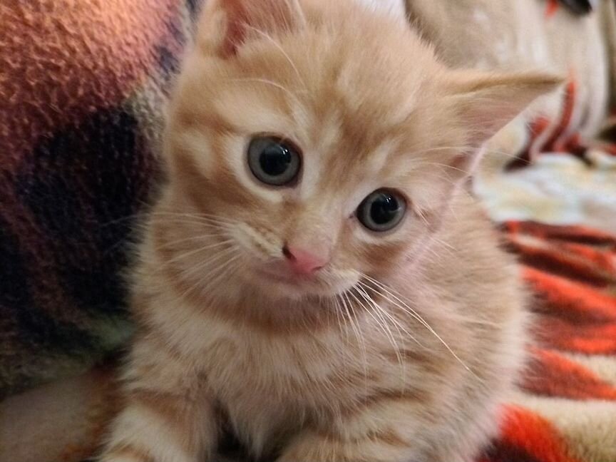 Кошки в добрые руки бесплатно