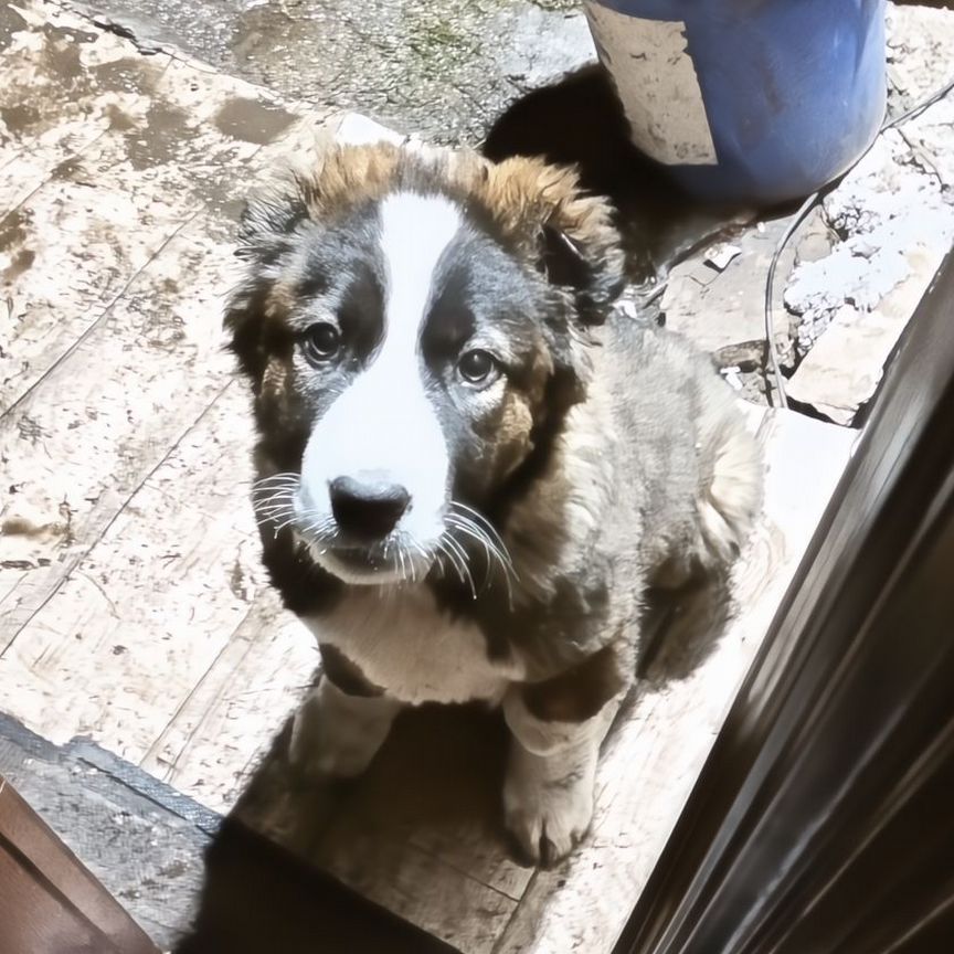 Среднеазиатская овчарка, щенок