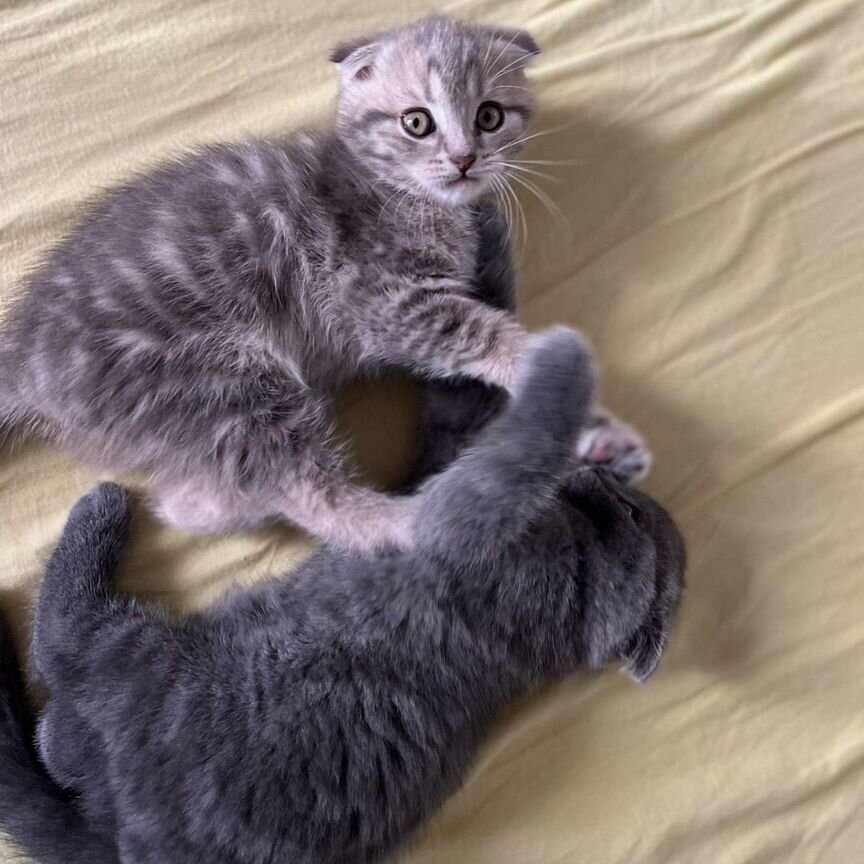 Шотландские вислоухие котята